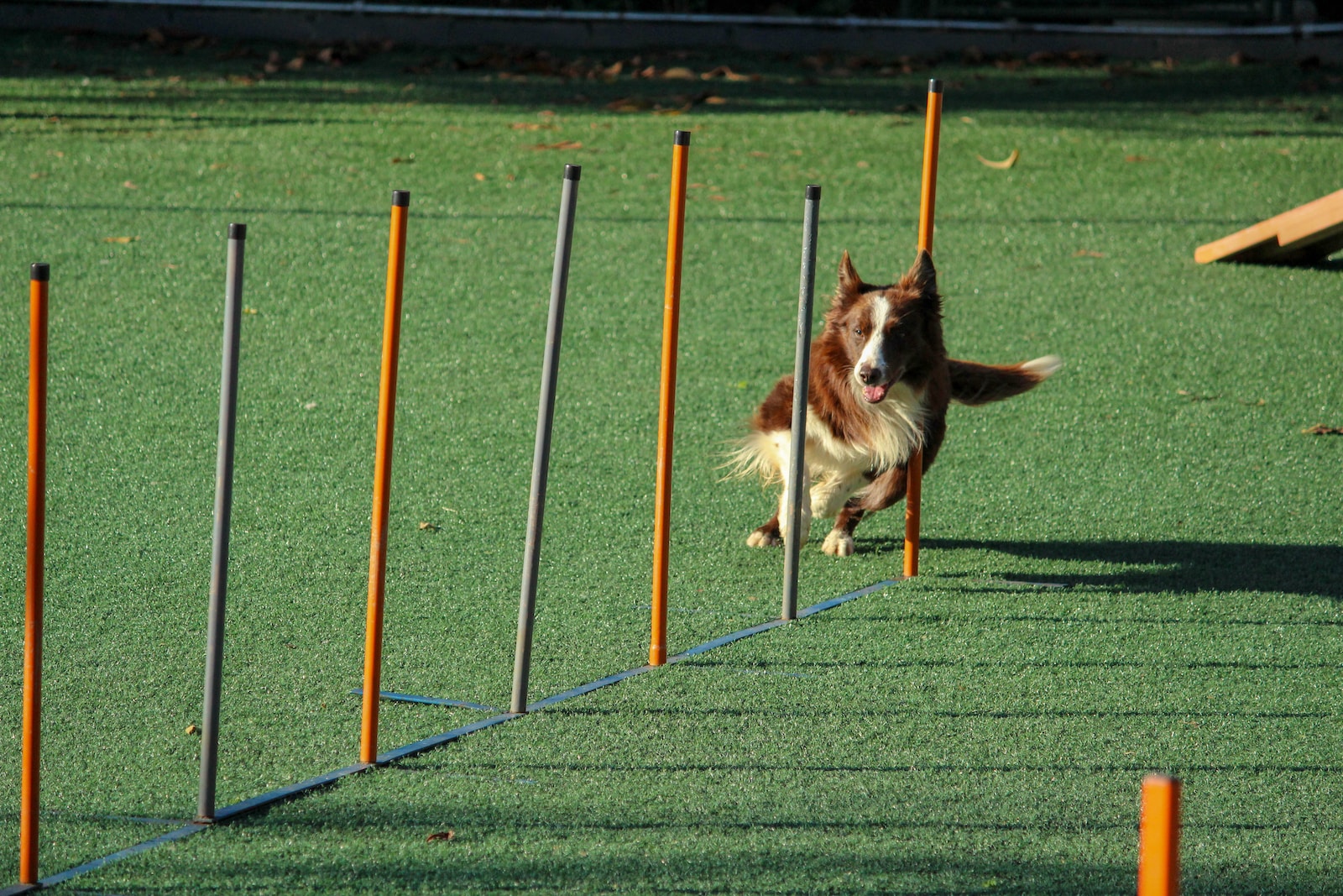 the-importance-of-regular-exercise-for-preventing-behavior-problems-in-pets-pet-buzz-blog